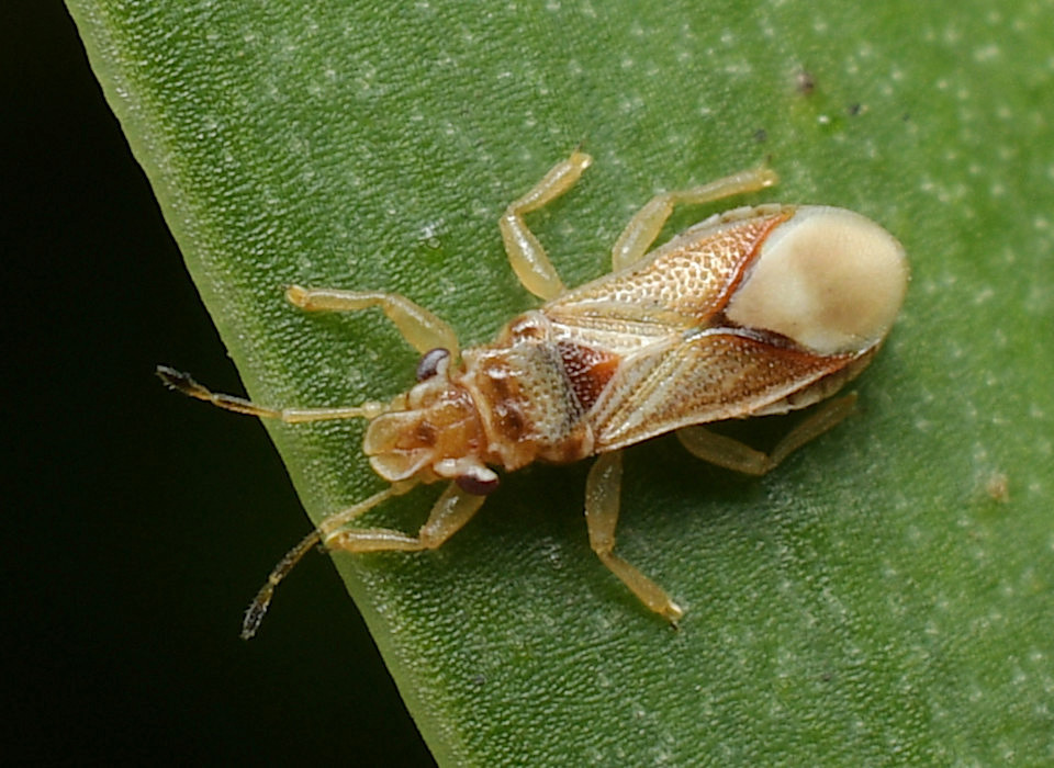 Bronze bug from Makarau, New Zealand on April 18, 2020 at 04:43 PM by ...