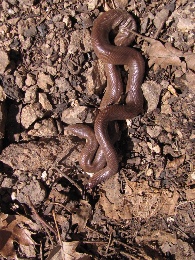 Southern Rubber Boa in April 2010 by Jonathan Hakim. Four were seen on ...