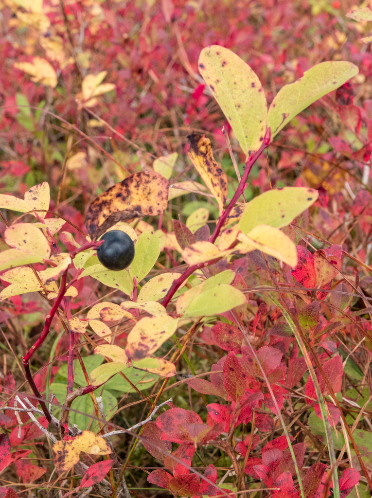 Alaska Blueberry from Sitka, AK, USA on September 29, 2017 at 03:13 PM ...