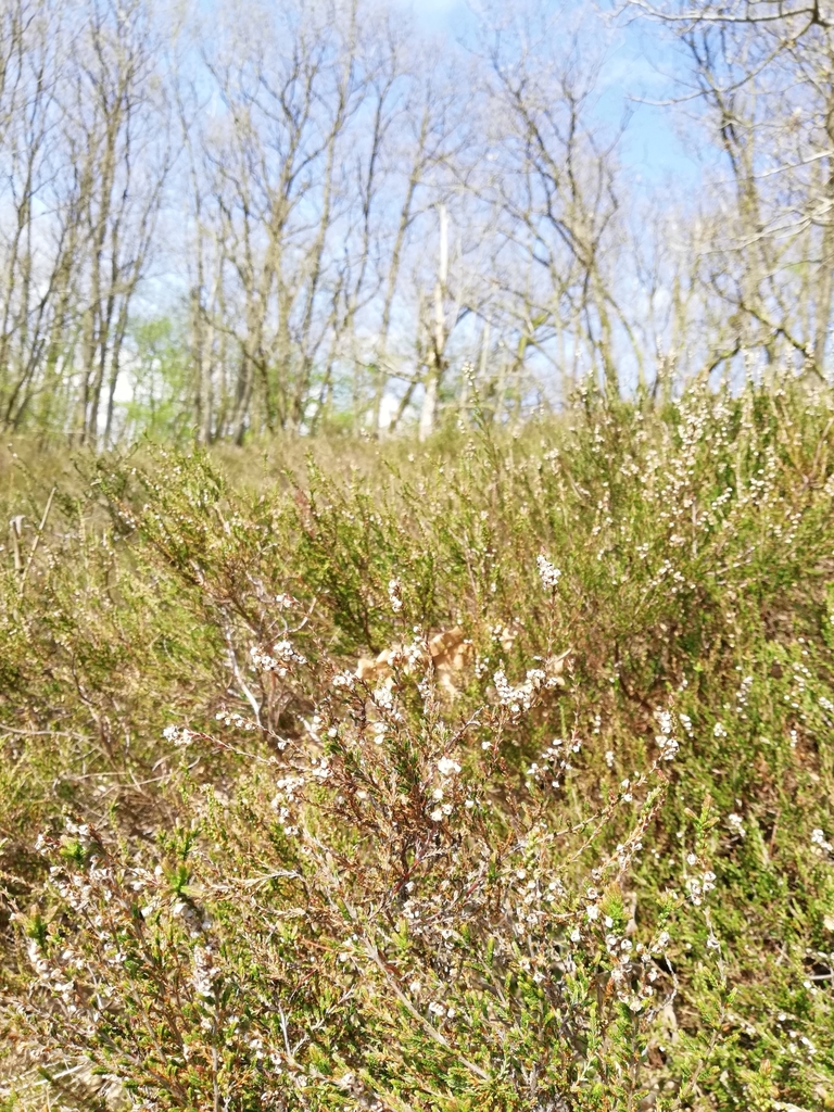common heather from 9670 Merkholtz, Luxemburg on April 19, 2020 at 04: ...