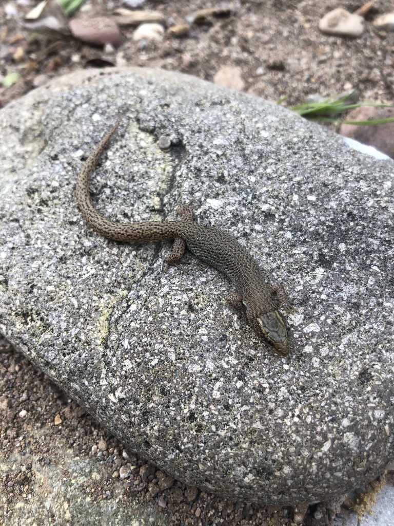 Desert Night Lizard in April 2020 by wasatch_hunter · iNaturalist