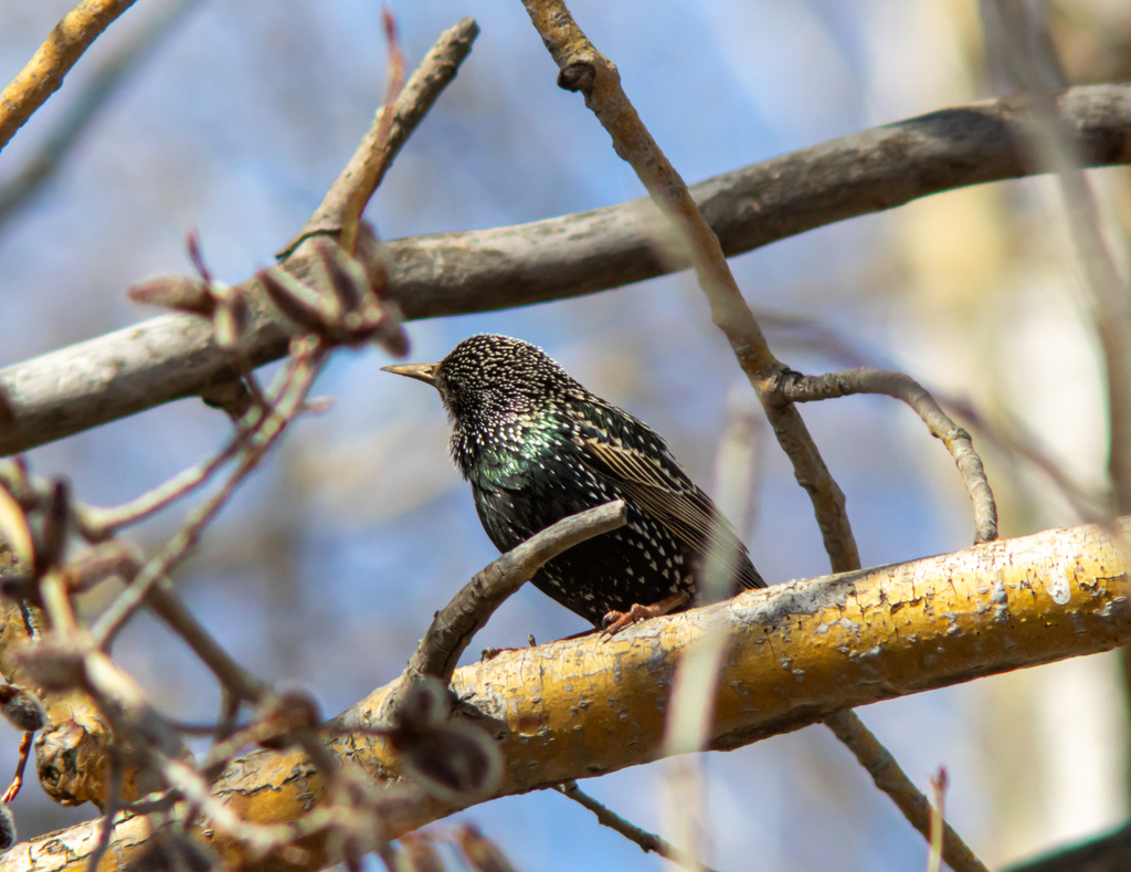 European Starling from Белоярский р-н, Свердловская обл., Россия on ...