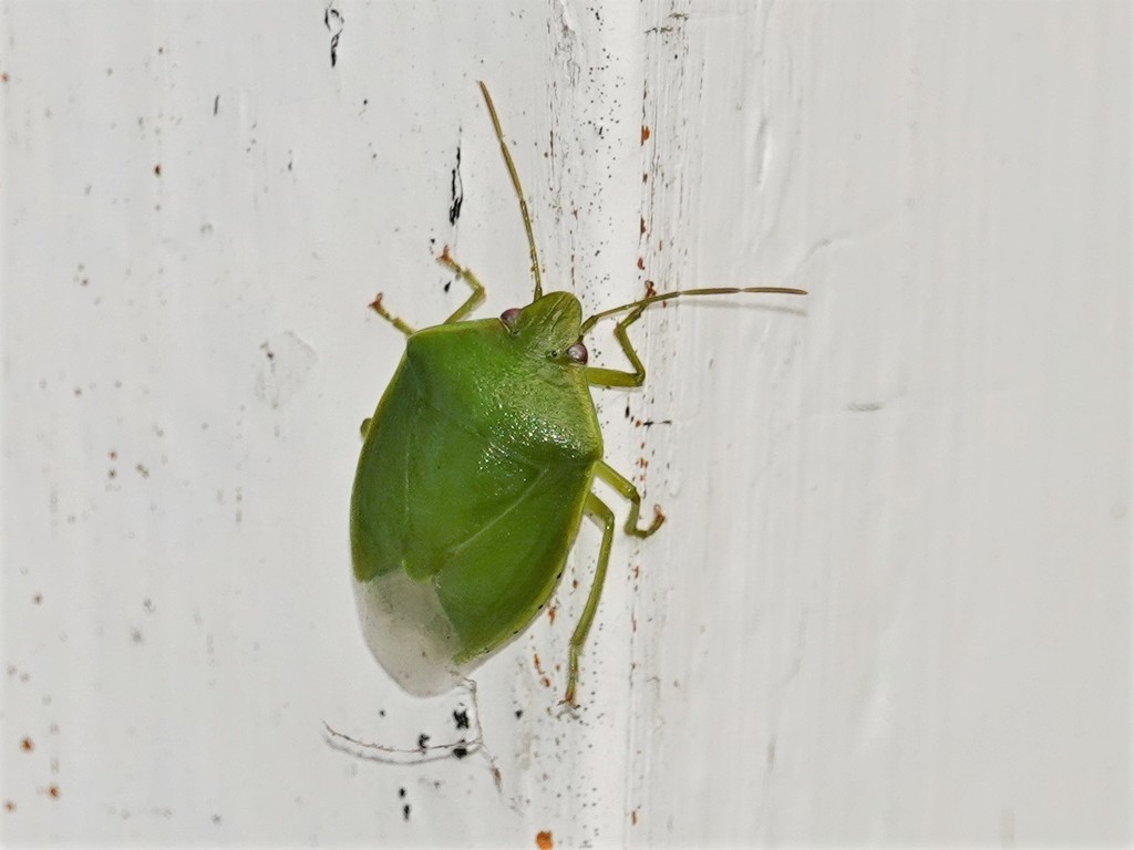 New Zealand Vegetable Bug from Piha 0772, New Zealand on April 20, 2020 ...