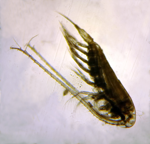 Genus Calanus · iNaturalist