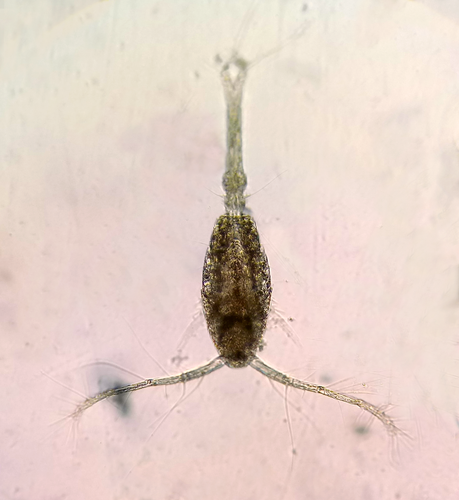 Suborder Oithonida · iNaturalist