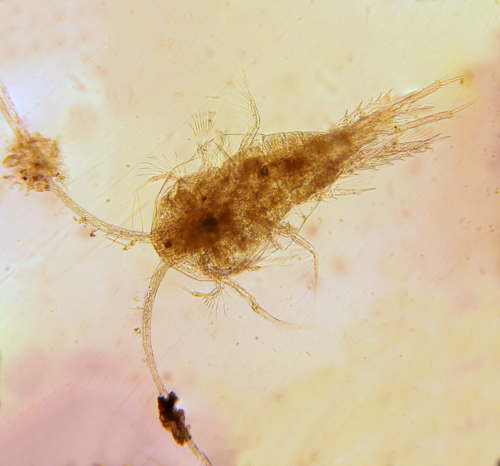 テモラ属 (Temora)