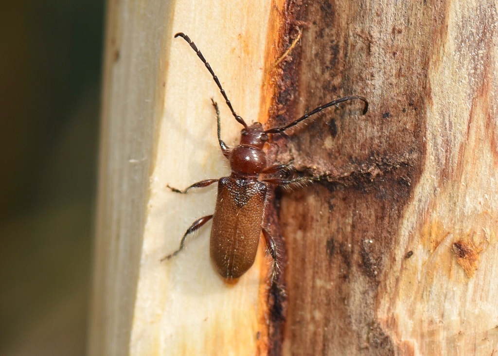 Callidiellum villosulum from 霞浦县, 宁德市, 福建省, CN on March 22, 2020 at 03: ...