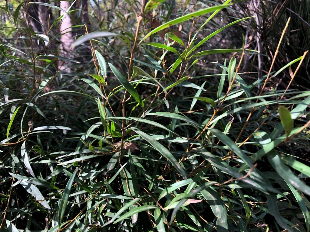 native olive (Logan RE 12.9-10.19 Flora) · iNaturalist