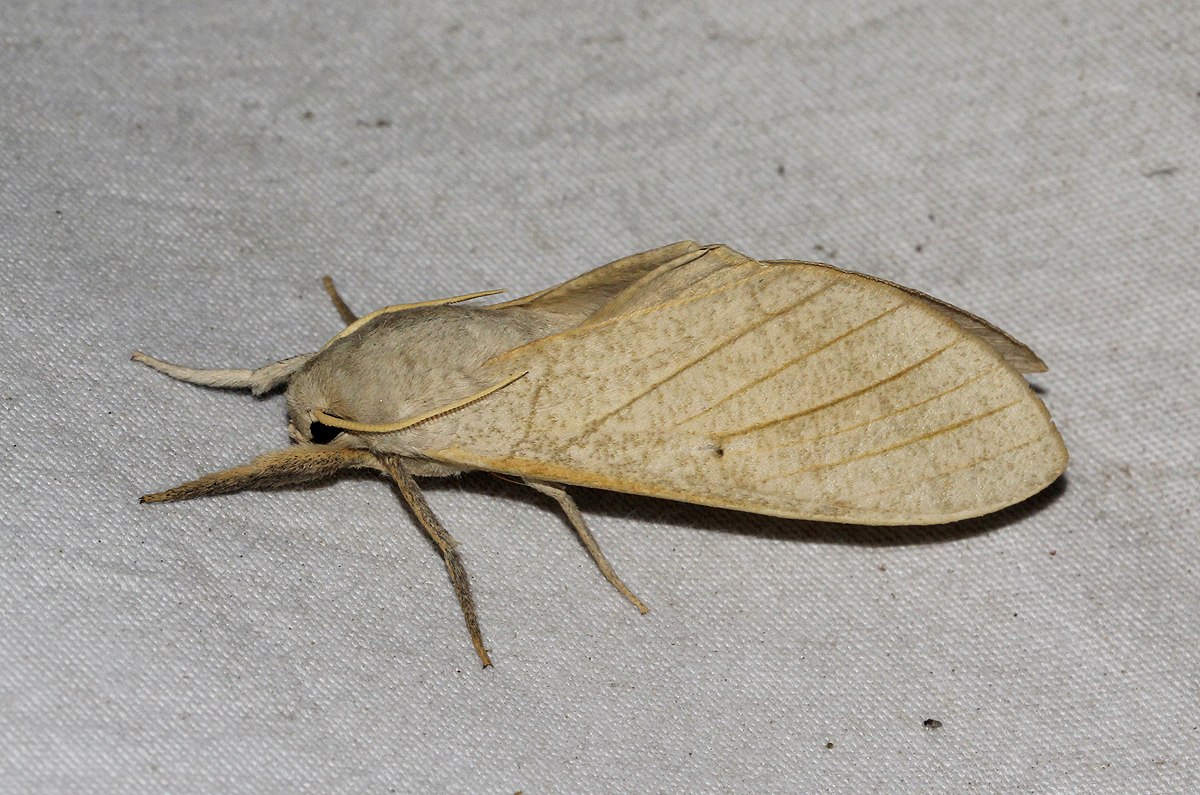 Neoclanis Carcasson, 1968