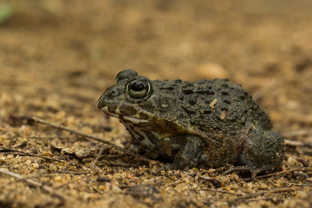 Pyxicephalus angusticeps from Chitengo Camp, Gorongosa National Park ...