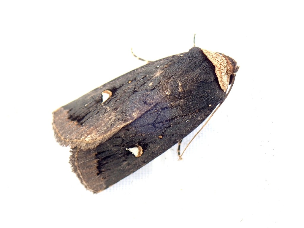 Proteuxoa testaceicollis from Sydney NSW, Australia on April 20, 2020 ...