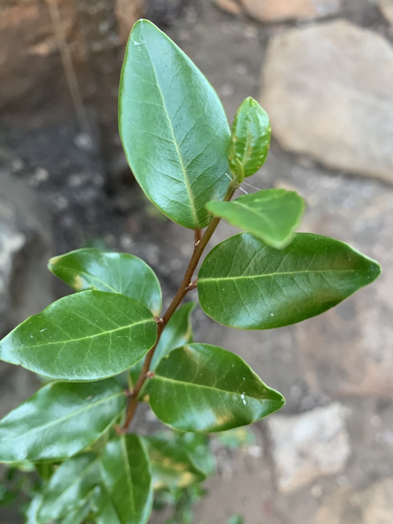 (Metteniusales) - Botanical Realm