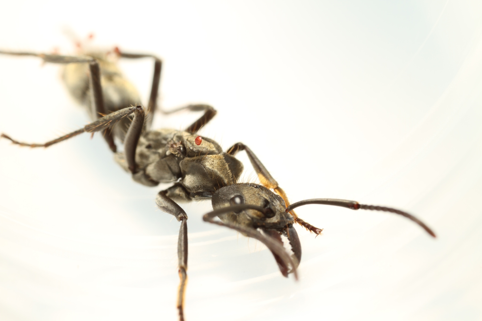 Neoponera sp. Big ant species (Formicidae - Ponerinae) formiga grande preta