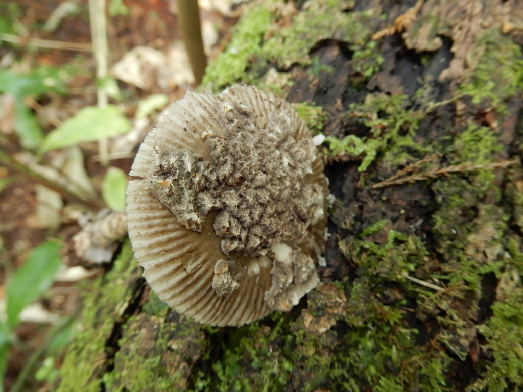 Amanita pekeoides from Murchison, New Zealand on March 18, 2017 at 10: ...
