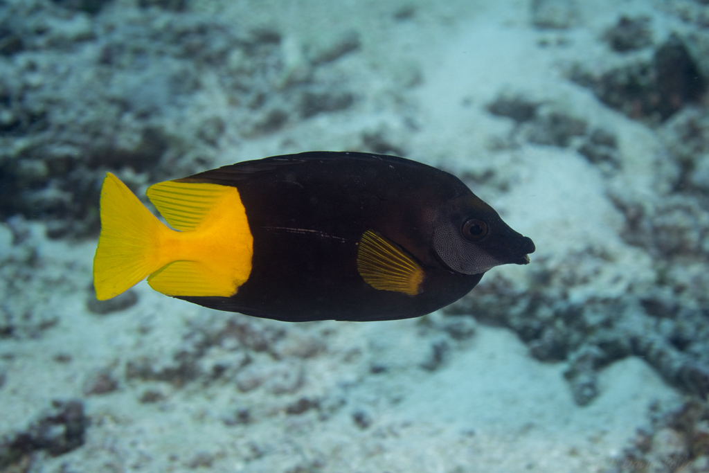 Rabbitfishes (Siganus) - Marine Life Identification
