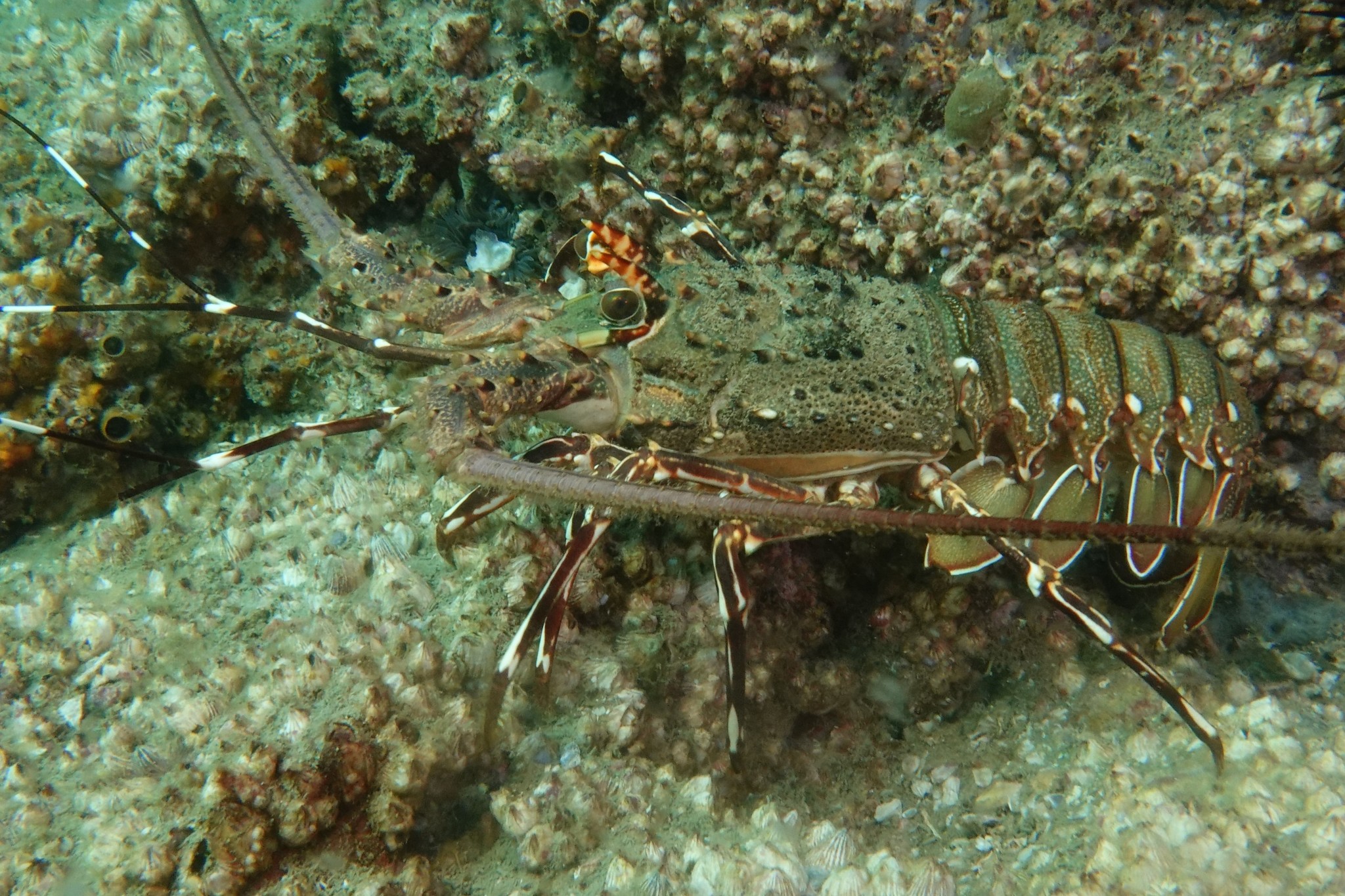 Slipper Lobster In Chinese