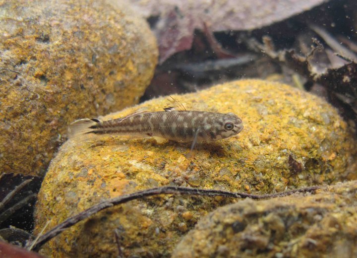 (Mugilogobius abei) - Marine Life Identification