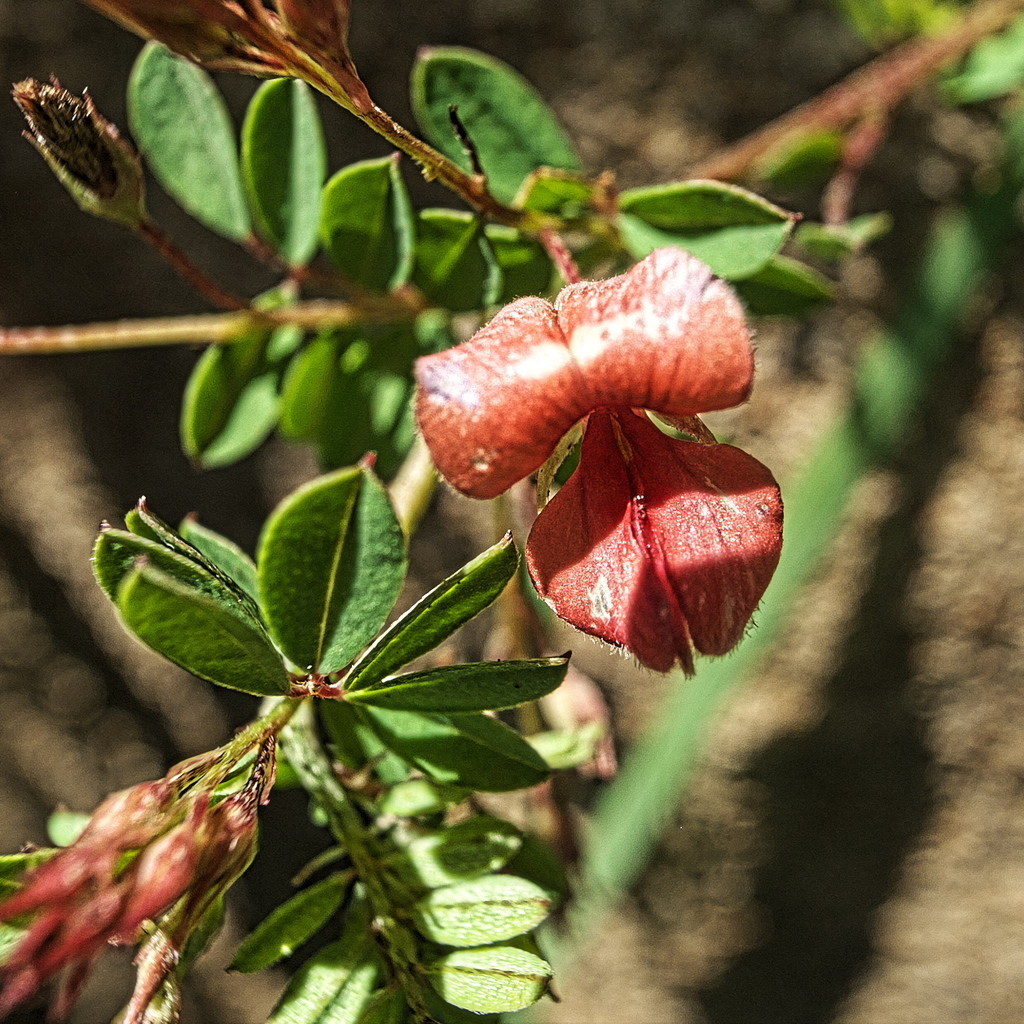 Indigofera woodii from Indlovu DC, South Africa on December 4, 2014 at ...