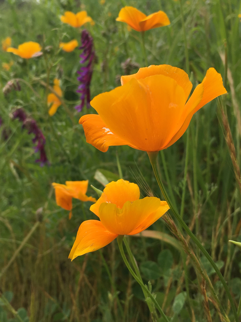 Tufted Poppy (Grassroots Ecology LGBTQ Wildflower Walk) · iNaturalist ...