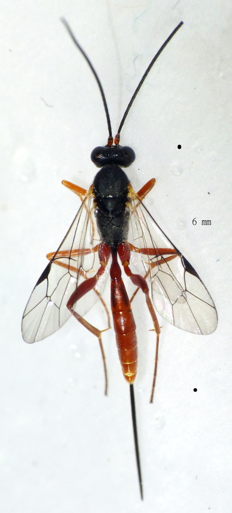 Venturia from Melbourne VIC, Australia on October 3, 2015 at 10:09 AM ...