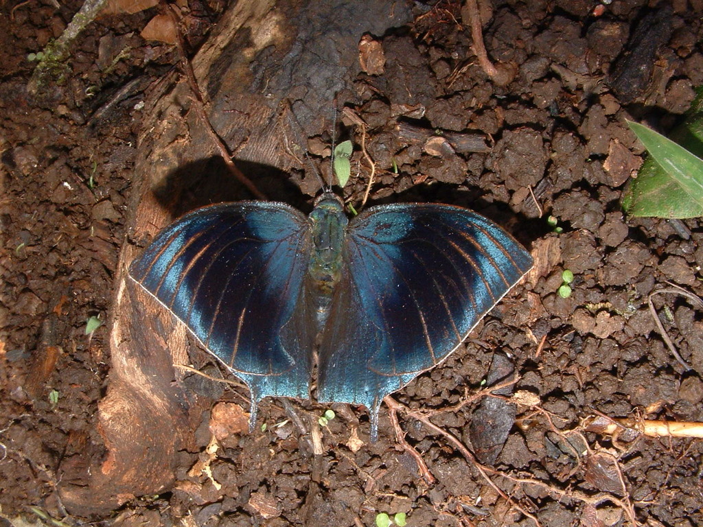 Memphis philumena (Lepidoptera of Loreto, Peru) · iNaturalist