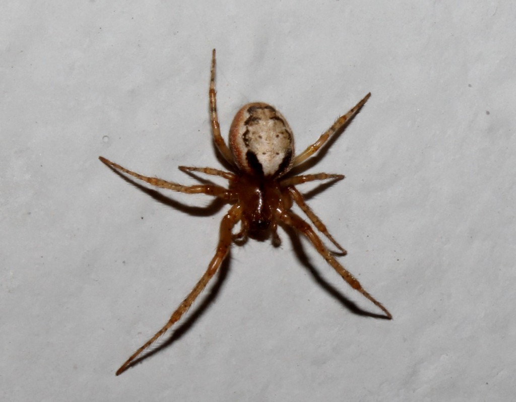 Red-sided Sector Spider from Πύργοι Θέρμης 811 00, Ελλάδα on April 19 ...