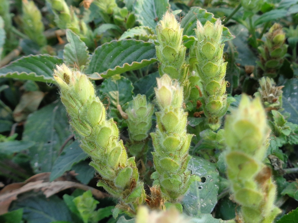 Nelsonia from แขวง ท่าข้าม เขตบางขุนเทียน กรุงเทพมหานคร ประเทศไทย on ...