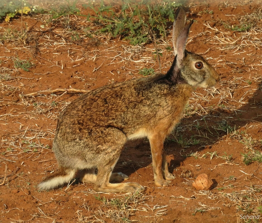 Indian Hare (Lepus nigricollis) - Know Your Mammals