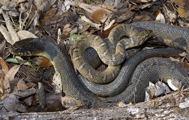 Blotched Water Snake (Reptiles and Amphibians of Bexar County ...