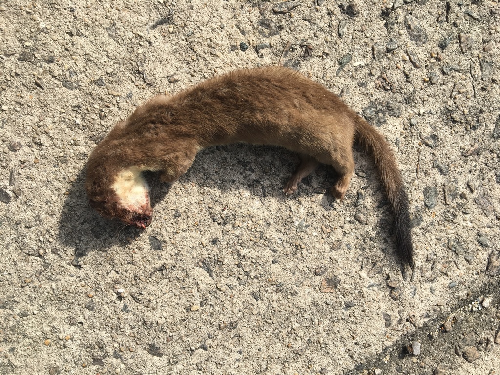 Long-tailed Weasel from Johnston County, NC, USA on March 22, 2017 at ...