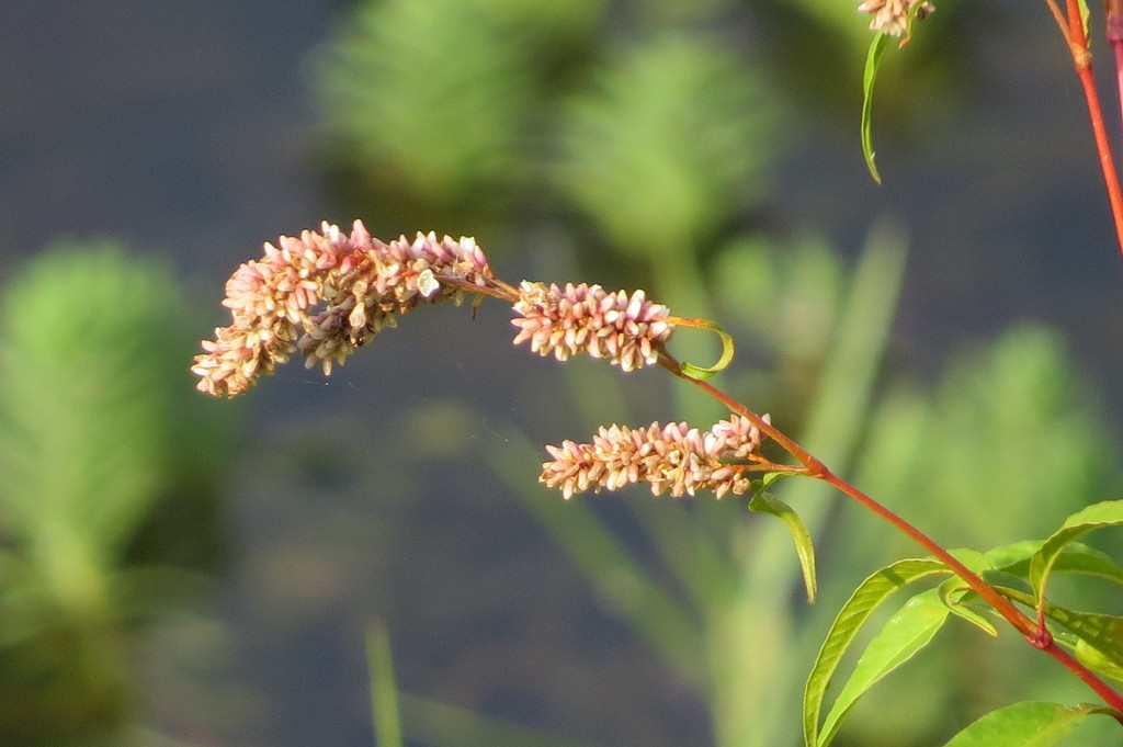 pale smartweed from Harns Marsh Preserve, Buckingham, FL, USA on April ...