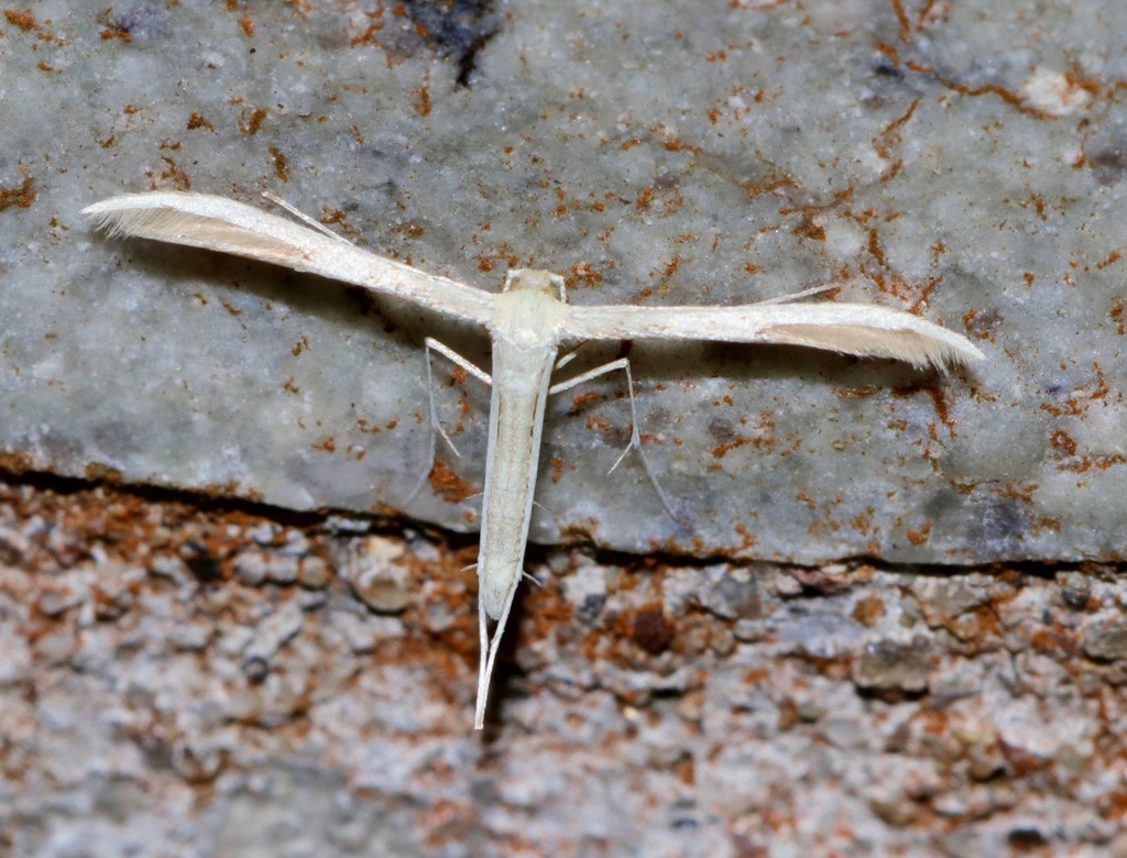 Hemp-agrimony Plume Moth from 大潭 on March 29, 2017 by sk2 · iNaturalist
