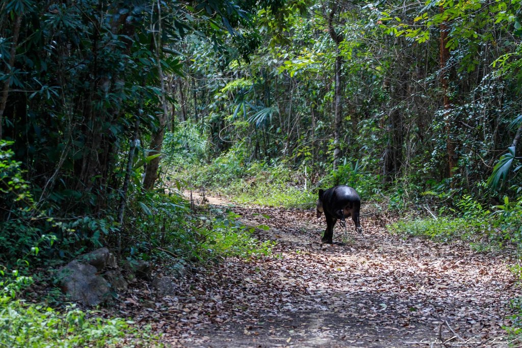 Tapir Centroamericano desde Felipe Carrillo Puerto, Q.R., México el 19 ...