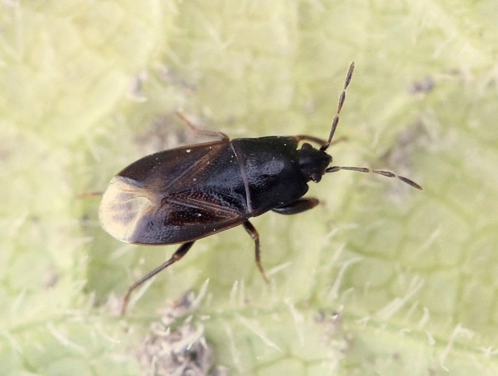 Plinthisus brevipennis (Madeira True Bugs) · iNaturalist