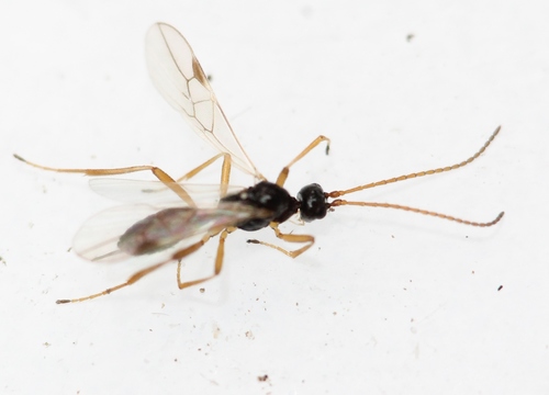 Genus Blacus · iNaturalist