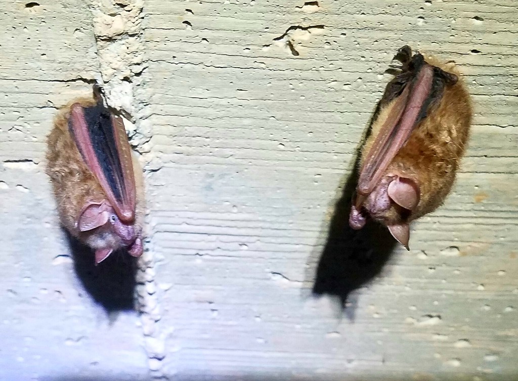 Tricolored Bat in January 2017 by Ryan Blankenship · iNaturalist