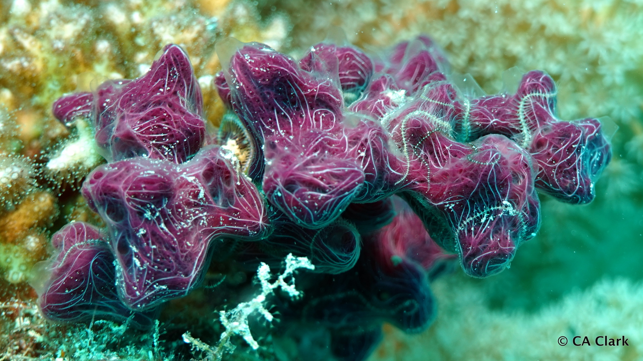 Chalinula nematifera (de Laubenfels, 1954)