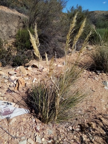 Achnatherum Speciosum