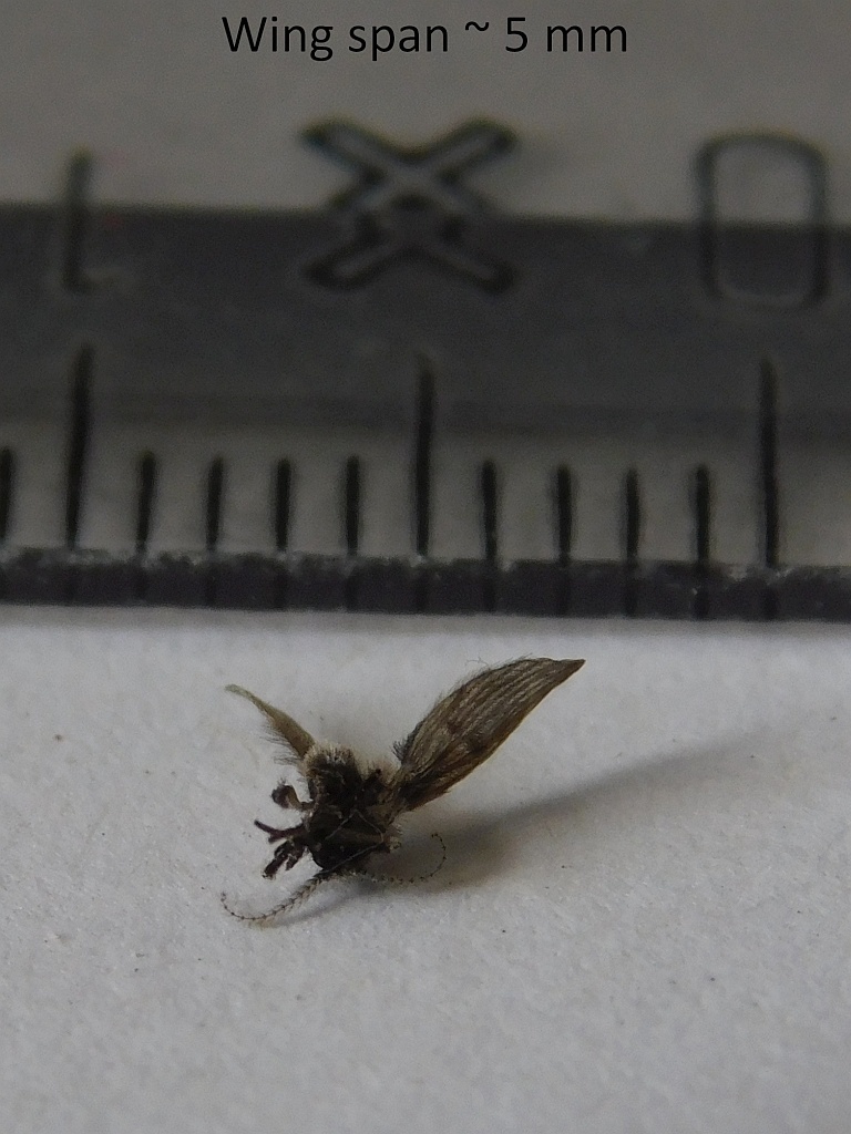 Moth Flies and Sand Flies from Greyton, 7233, South Africa on April 20 ...