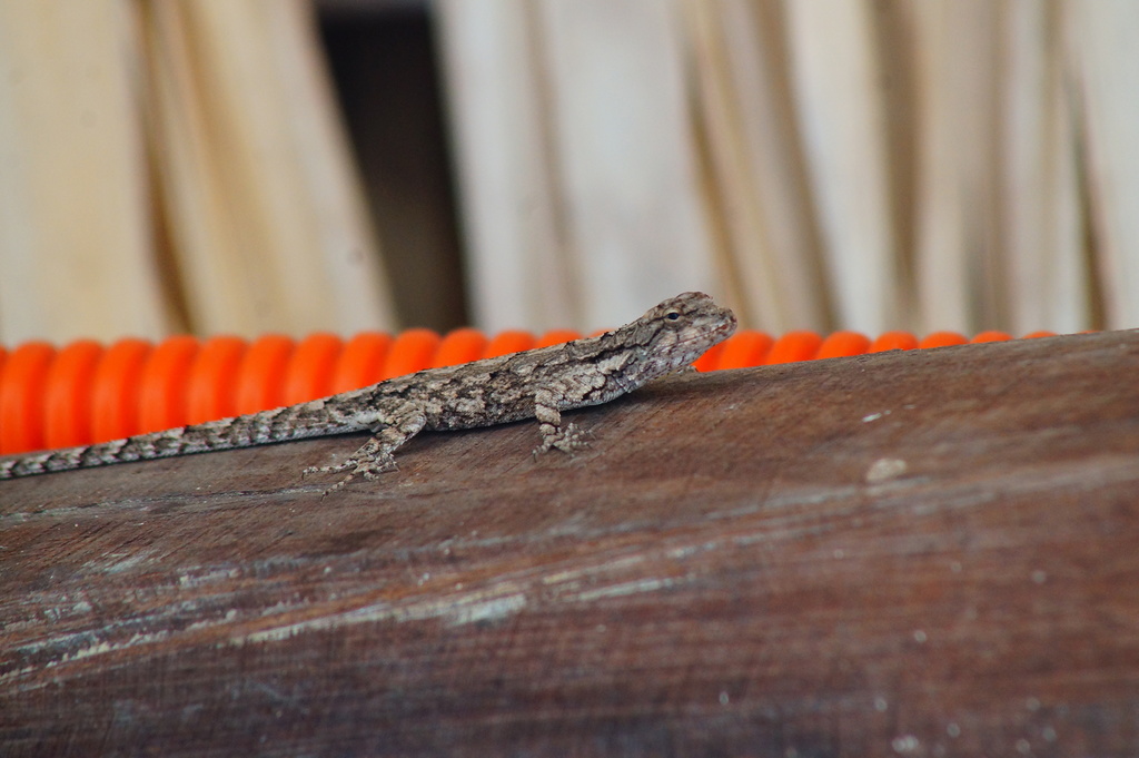 Tropical tree lizard from Santa María Huatulco, Oax., México on April ...