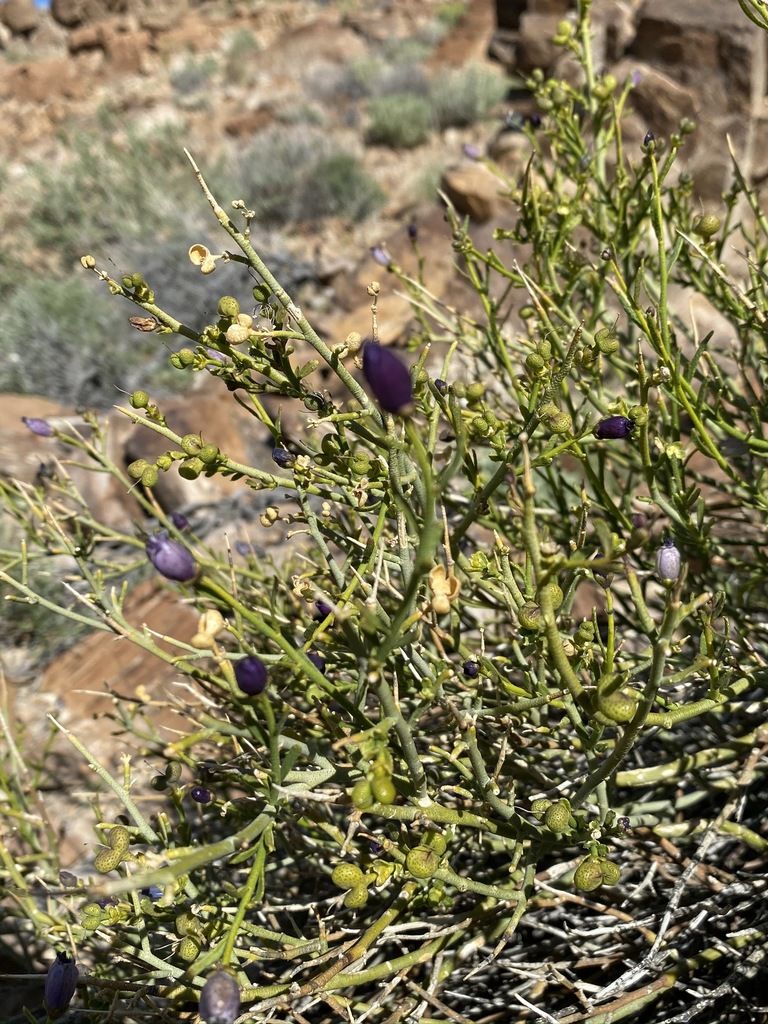 Turpentine Broom from Death Valley National Park, Inyo, California ...