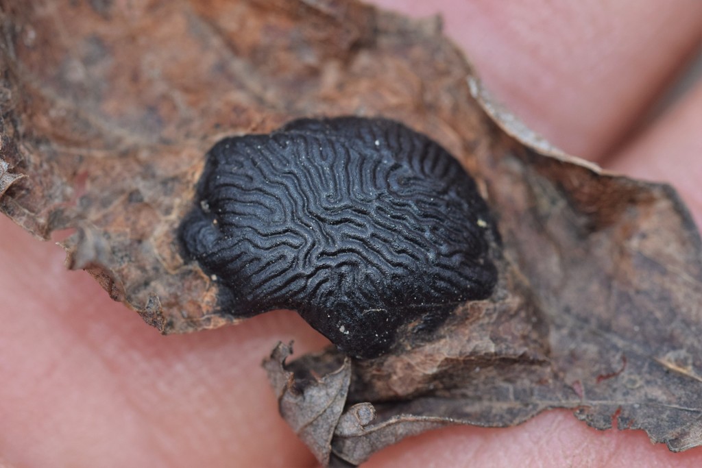 American Tar Spot in April 2020 by Riley Walsh · iNaturalist