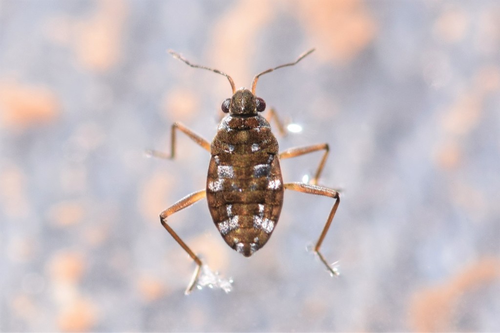 Microvelia americana in April 2020 by Riley Walsh · iNaturalist