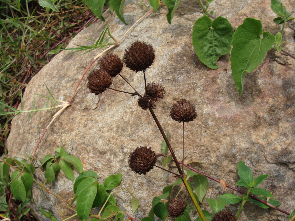 false ironwort (Hyptis capitata) - Botanical Realm