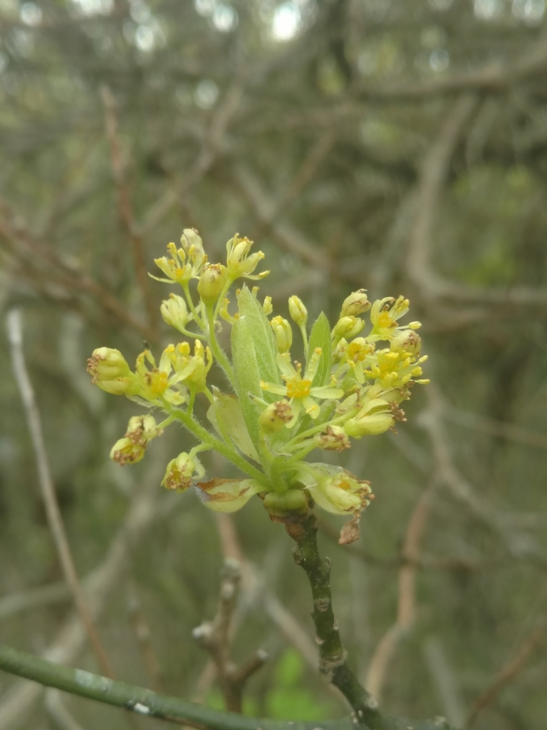 sassafras from 8, American Corner, MD, USA on April 20, 2020 at 04:18 ...