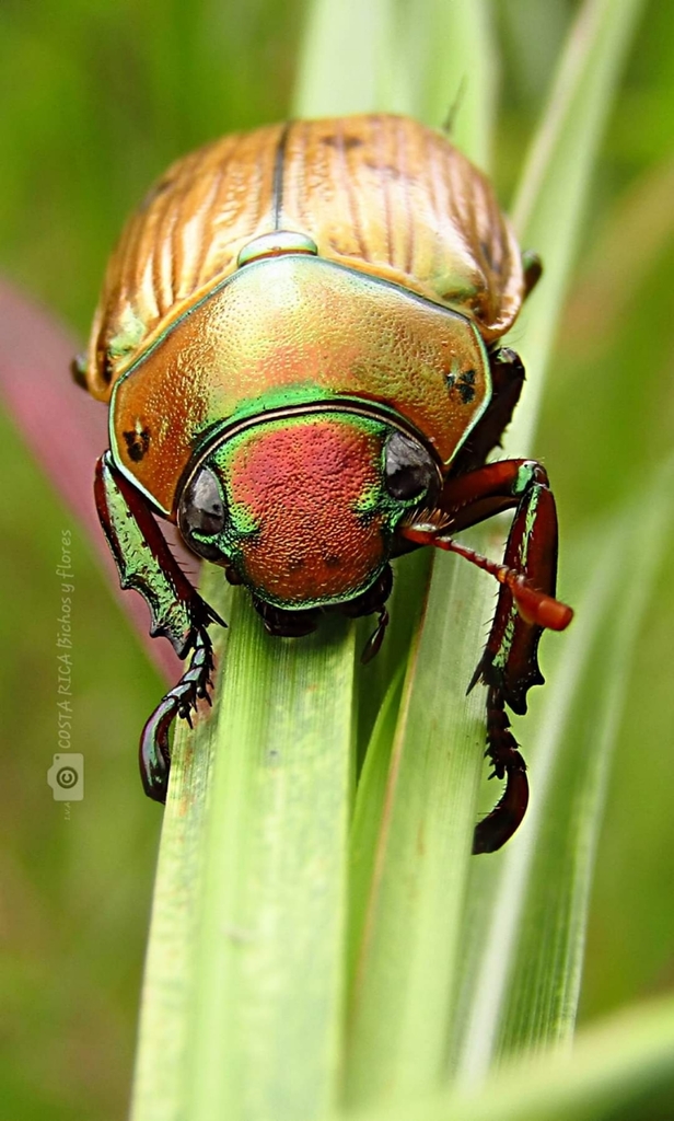 Shining Leaf Chafers from Guácima on April 20, 2020 at 08:43 PM by ...