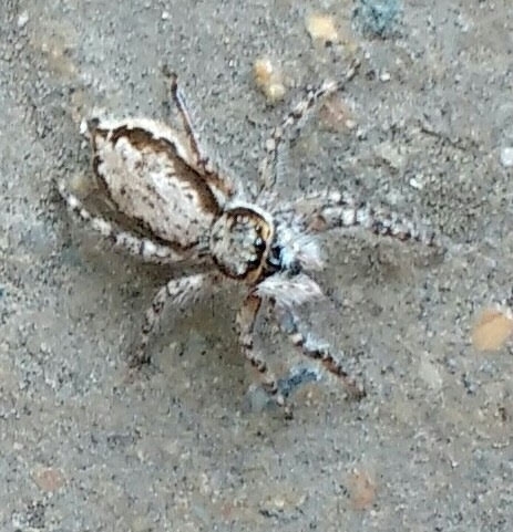 Gray Wall Jumping Spider from Jamundí, Valle del Cauca, Colombia on ...