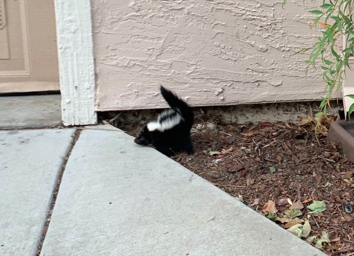 Striped Skunk from Union City, CA, USA on April 20, 2020 at 02:52 PM by ...