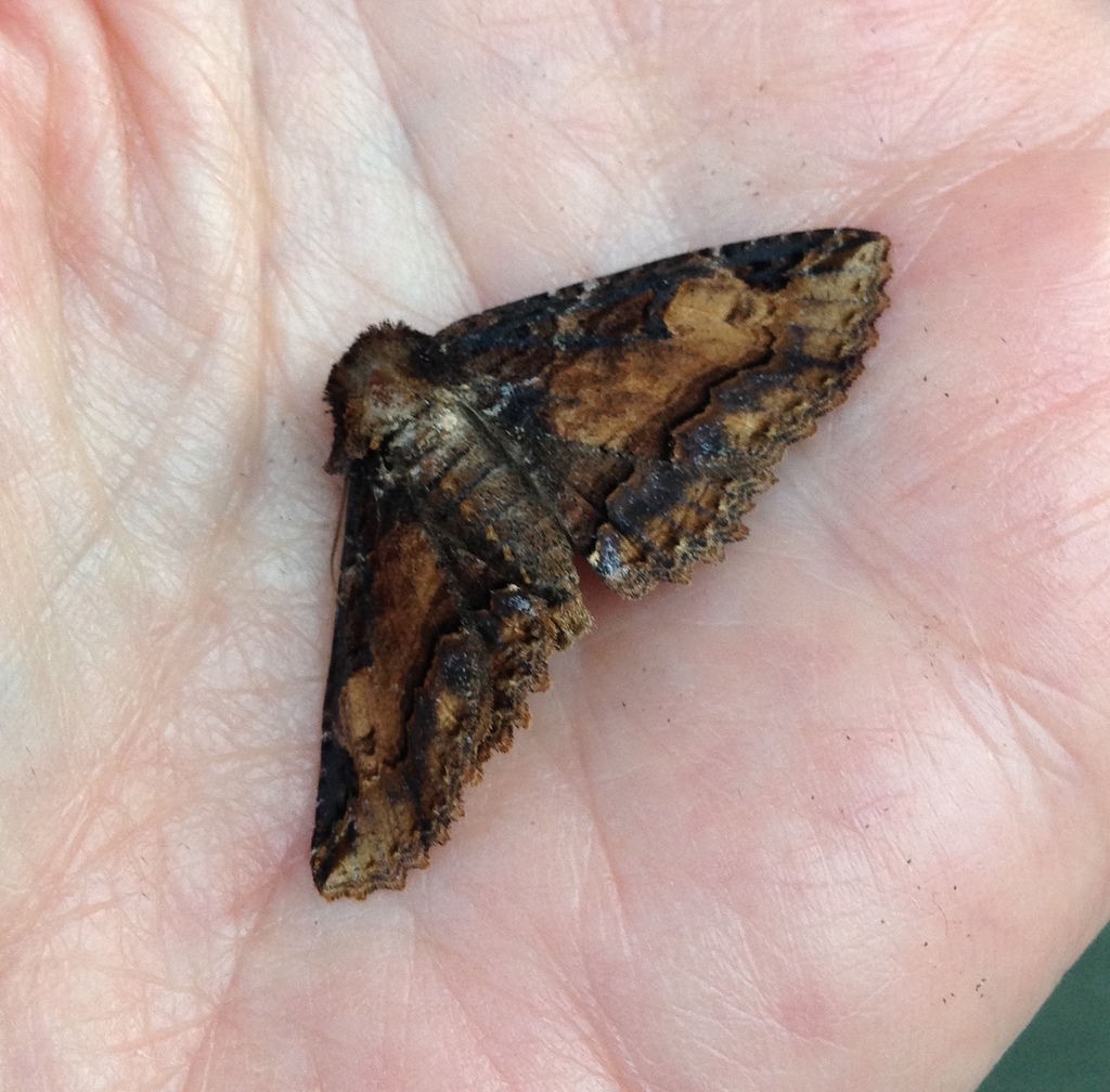 Lunate Zale Moth in April 2020 by mayessj · iNaturalist