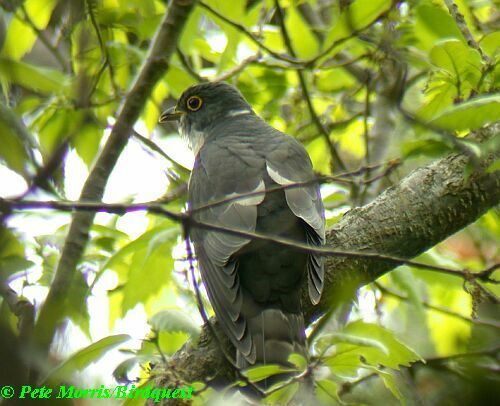 Malaysian Hawk-Cuckoo (Hainan Birds 海南鸟类) · iNaturalist